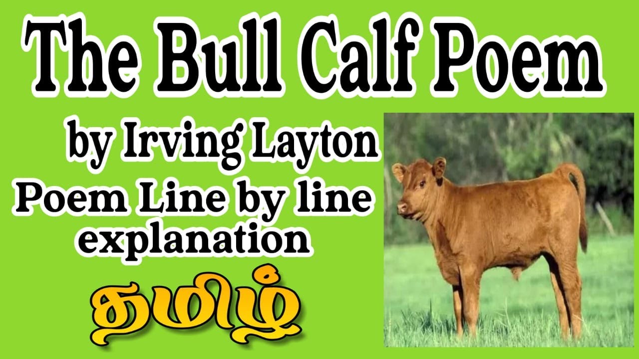 The Bull Calf Poem Line by Line Explanation by Irving Layton - YouTube