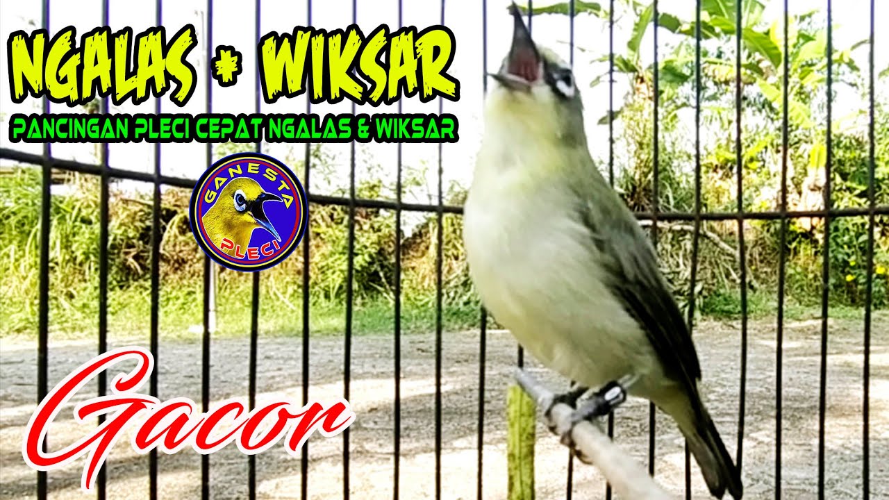 Terapi Pancingan Pleci agar cepat ngalas dan wiksar #terapipleci - YouTube