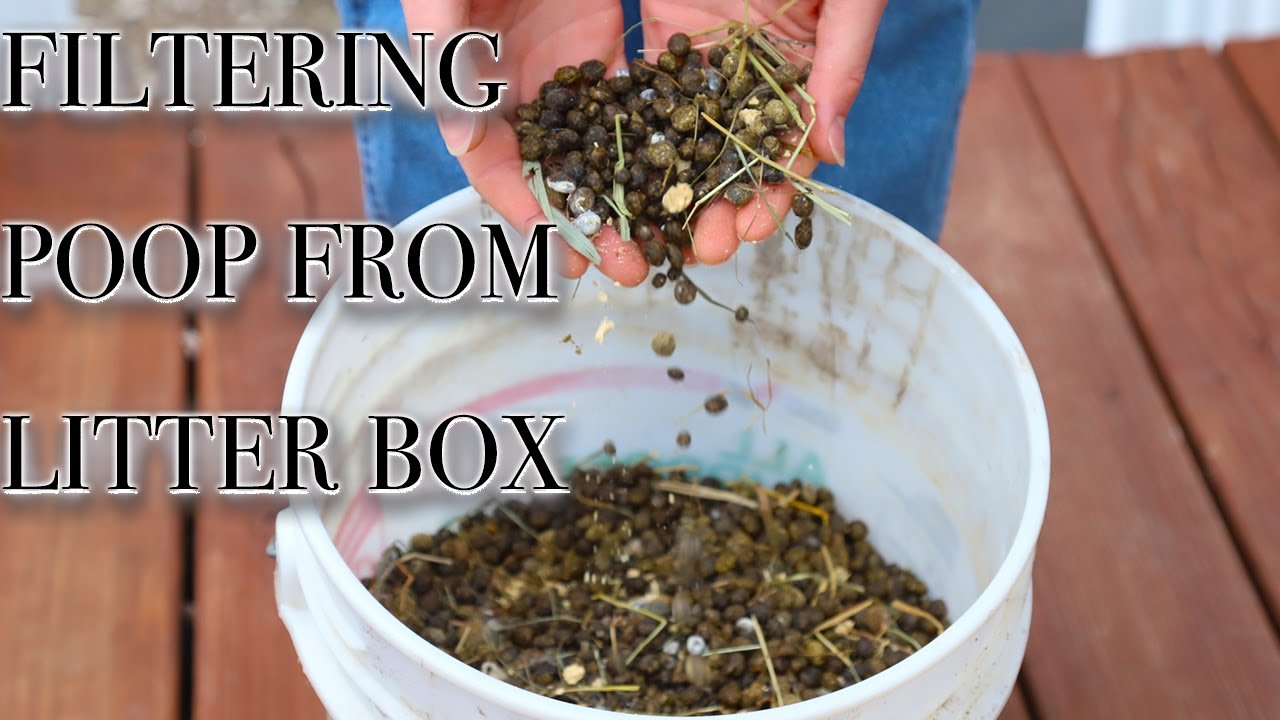 How We Collect Rabbit Manure - YouTube