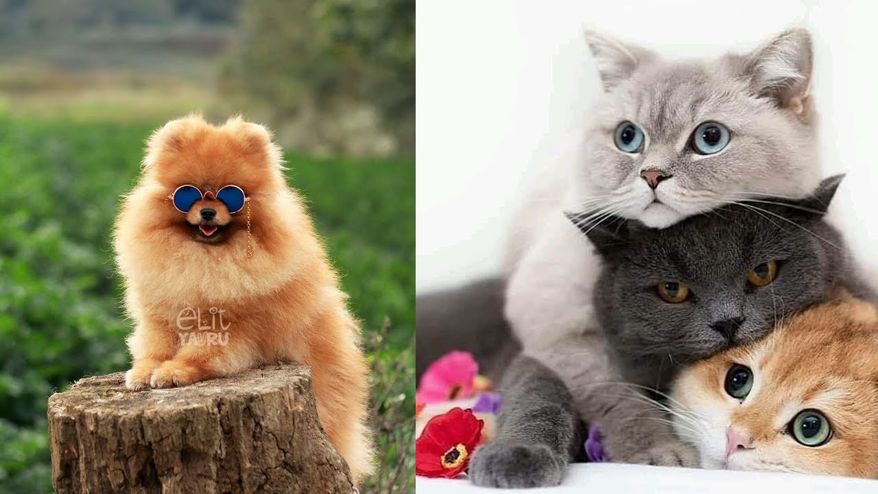 FUNNY ANİMALS AND CUTE PETS COMPİLATİON #8 - Little Friends - YouTube