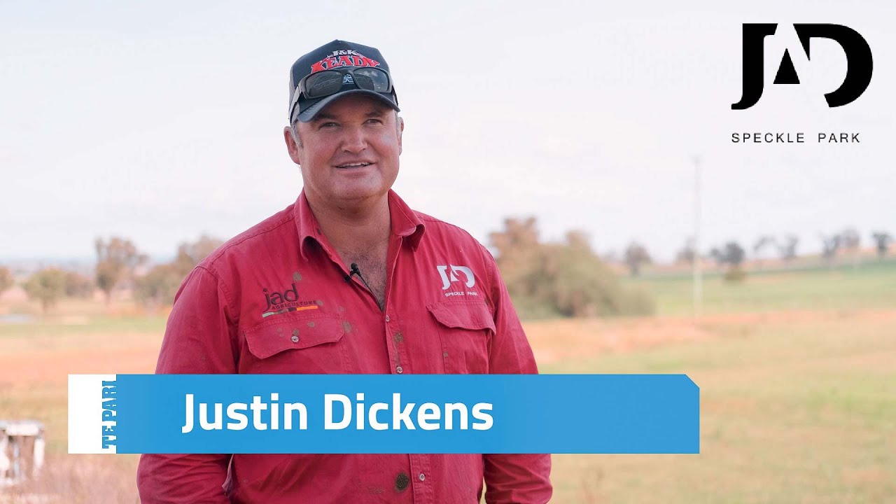 Justin Dickens talks about his Te Pari Cattle Yards | JAD Speckle Park ...