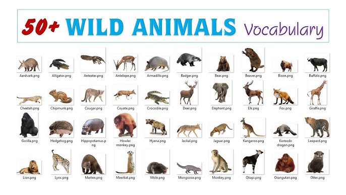 Learn English Vocabulary Through Pictures 100 Animal Names Eslbuzz