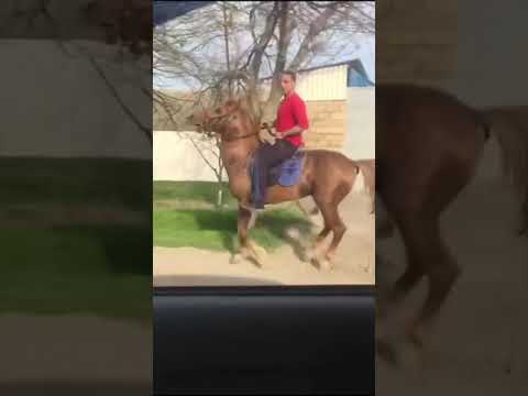 Yorga Atlar Şəbdiz (Gəncə)  Video: 👉WhatsApp +79266206463