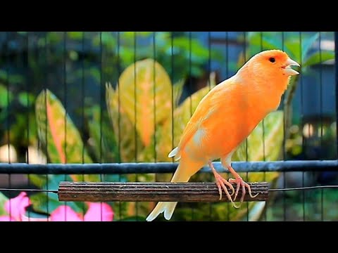 Soothing Nature Night – Belgian Canary Singing for Relaxed Sleep and ...
