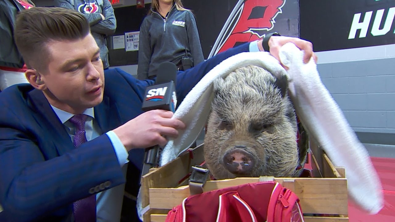 Hamilton the Pig gives exclusive interview with Kyle Bukauskas before ...
