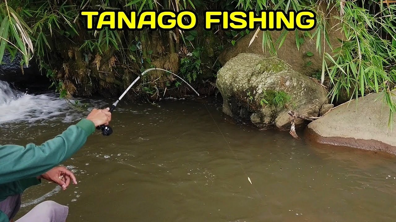 Relaxing Tanago Fishing Lunga Mancing Style - YouTube