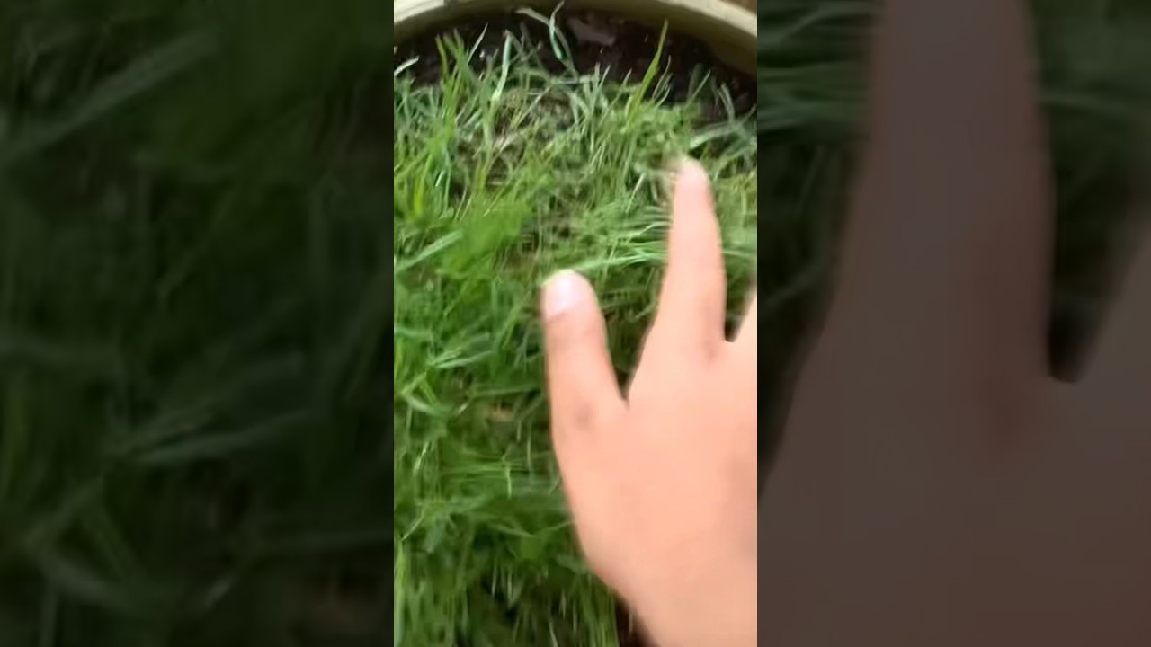 I just realized I touched grass 💀, Worlds best grass (Day 1) - YouTube