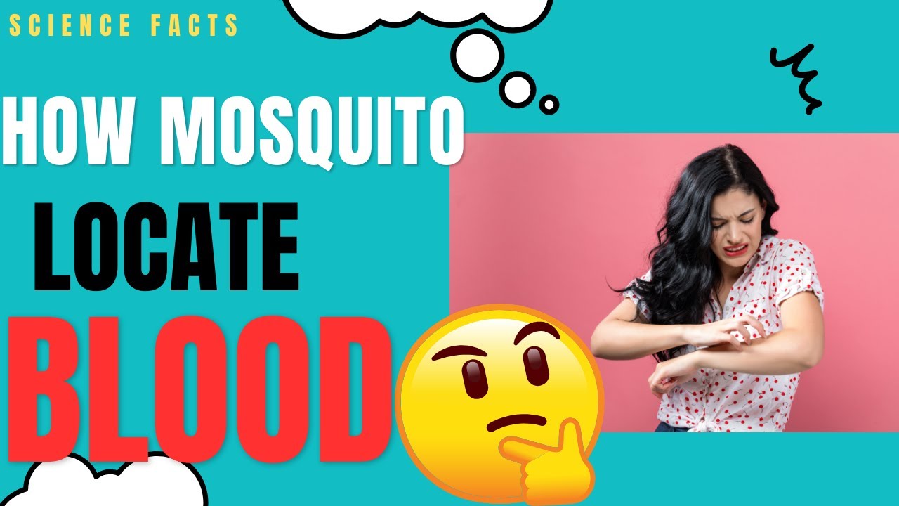 Science facts || How do mosquitoes find their hosts' blood sources ...