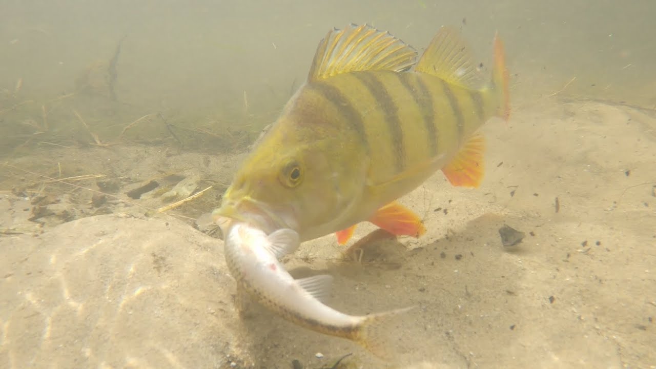 Big Perch DEMOLISH Baitfish Underwater! Wolf Pack Hunting! - YouTube