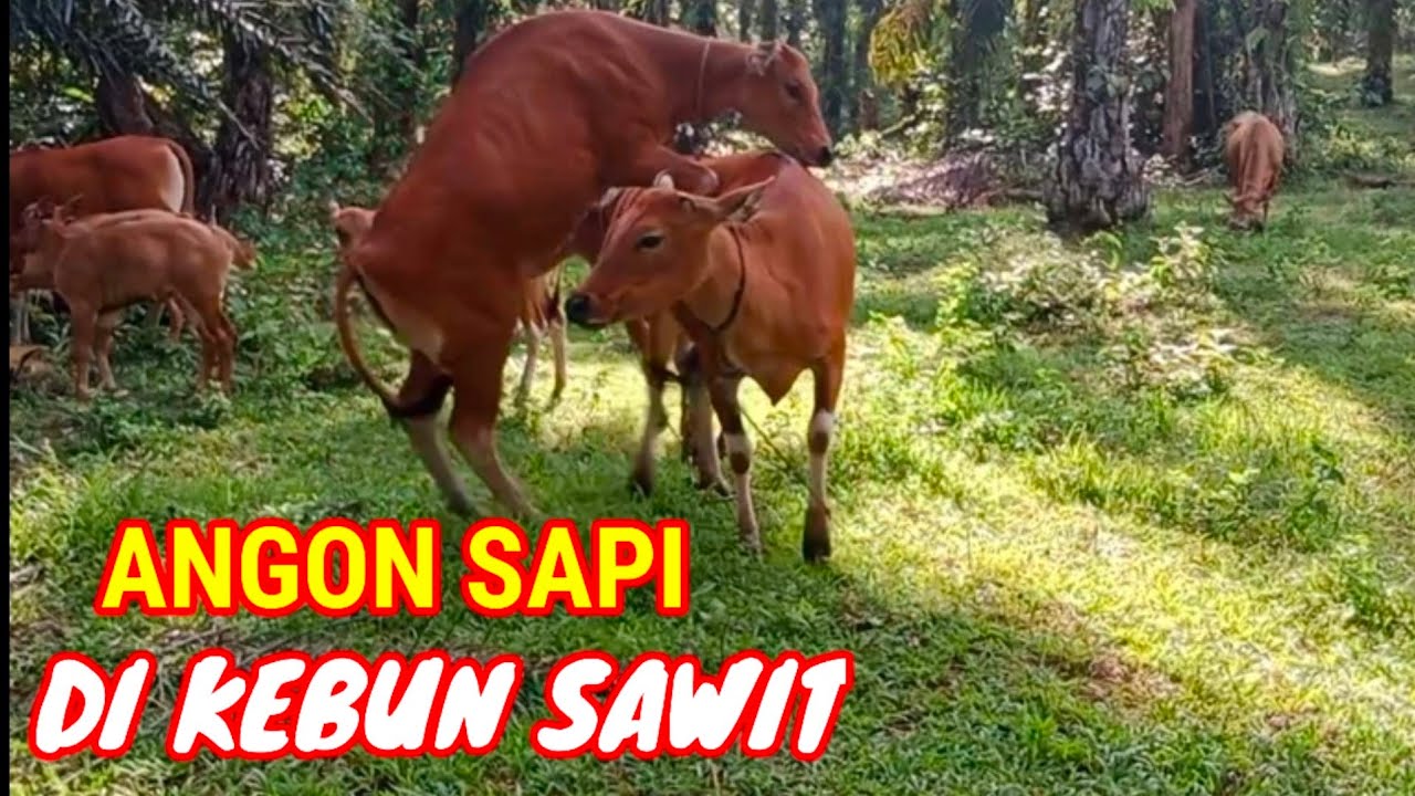 Angon sapi di kebun sawit, anak sapi makan rumput - YouTube