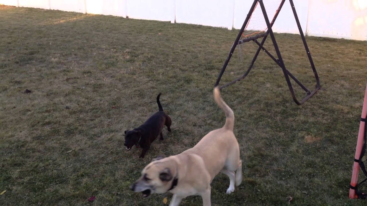 Dogs and Catapult 007 - YouTube