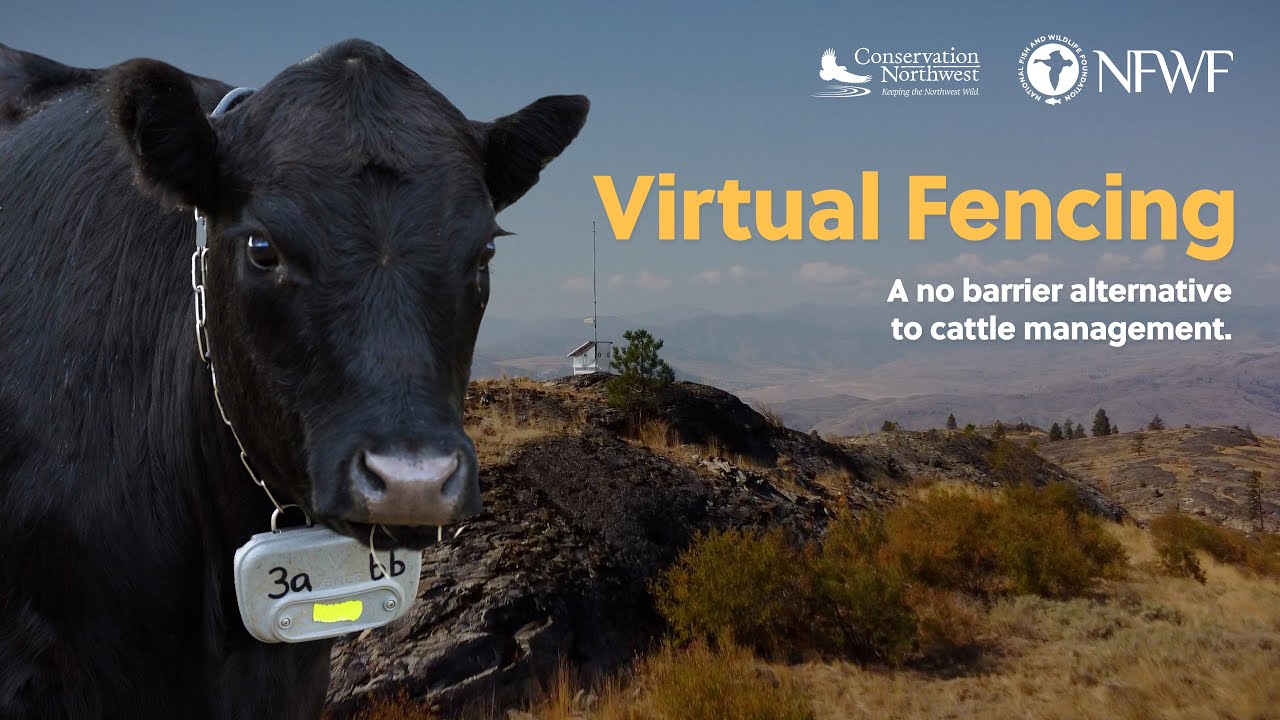 Virtual Fencing | The Next Evolution in Range Management - YouTube