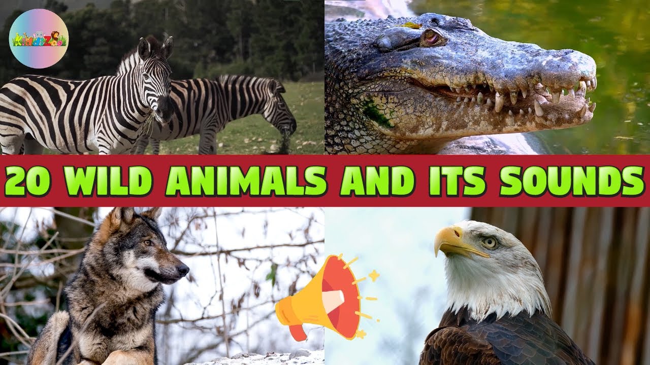 20 Wild Animals in English - Animal Sounds for Kids - YouTube