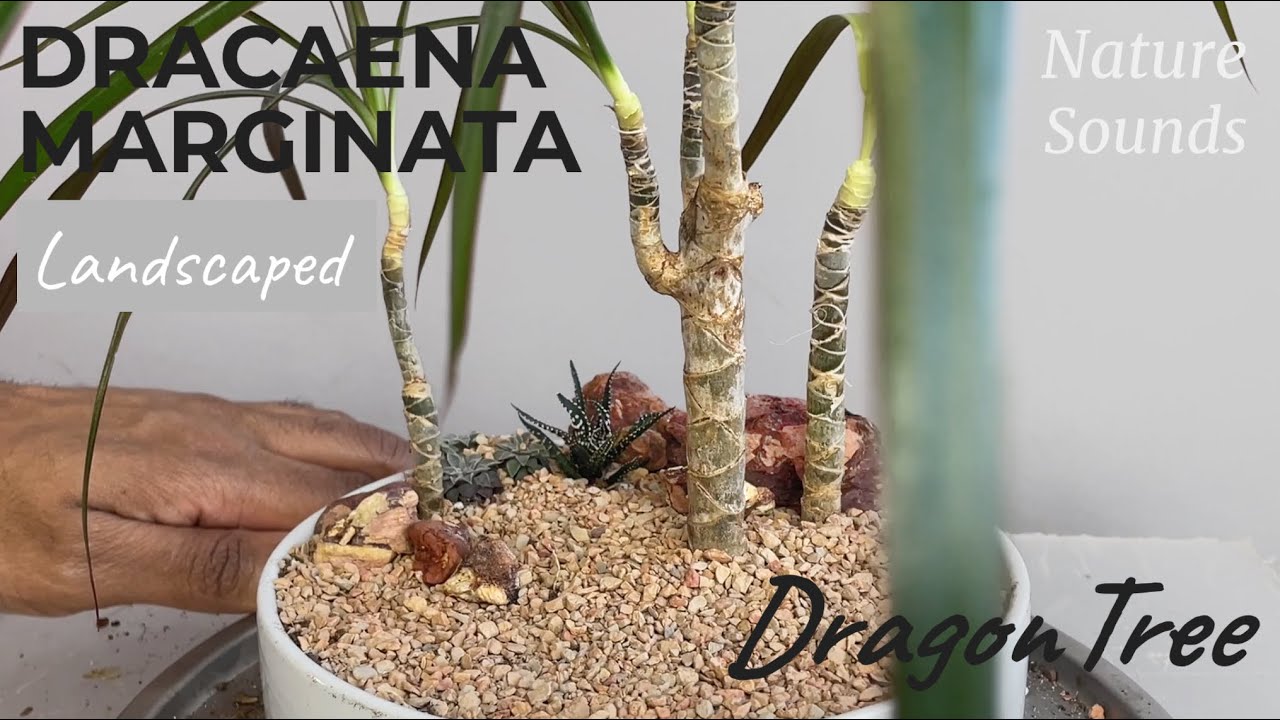 Turface Groundcover and Maintenance Pruning, Dragon Tree Forest ...