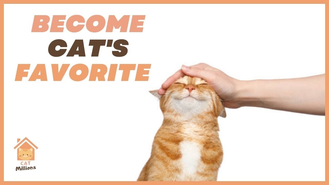 How Cats Choose Their Favorite Person? - YouTube