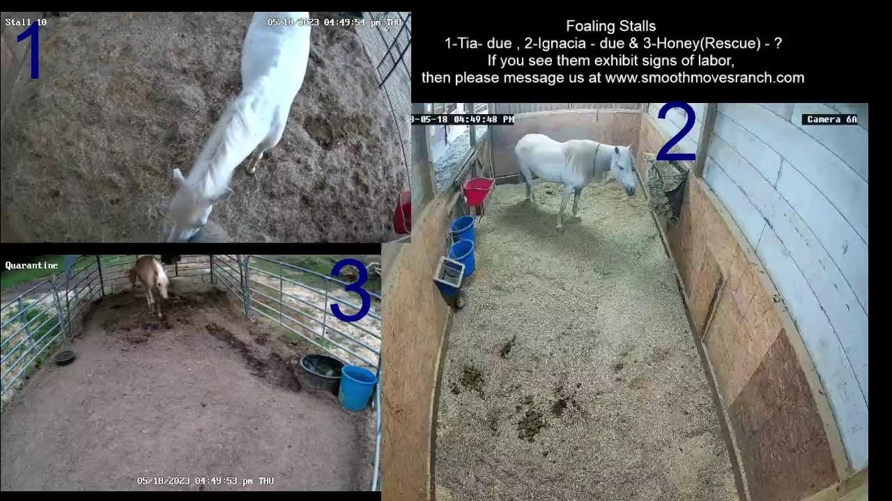Foal Watch 2023 - YouTube