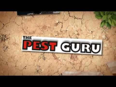 Insect Control Houston | the Pest Guru | 832-464-4119 - YouTube