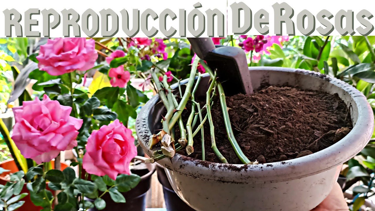 Como reproducir plantas de Rosas mediante esquejes - YouTube