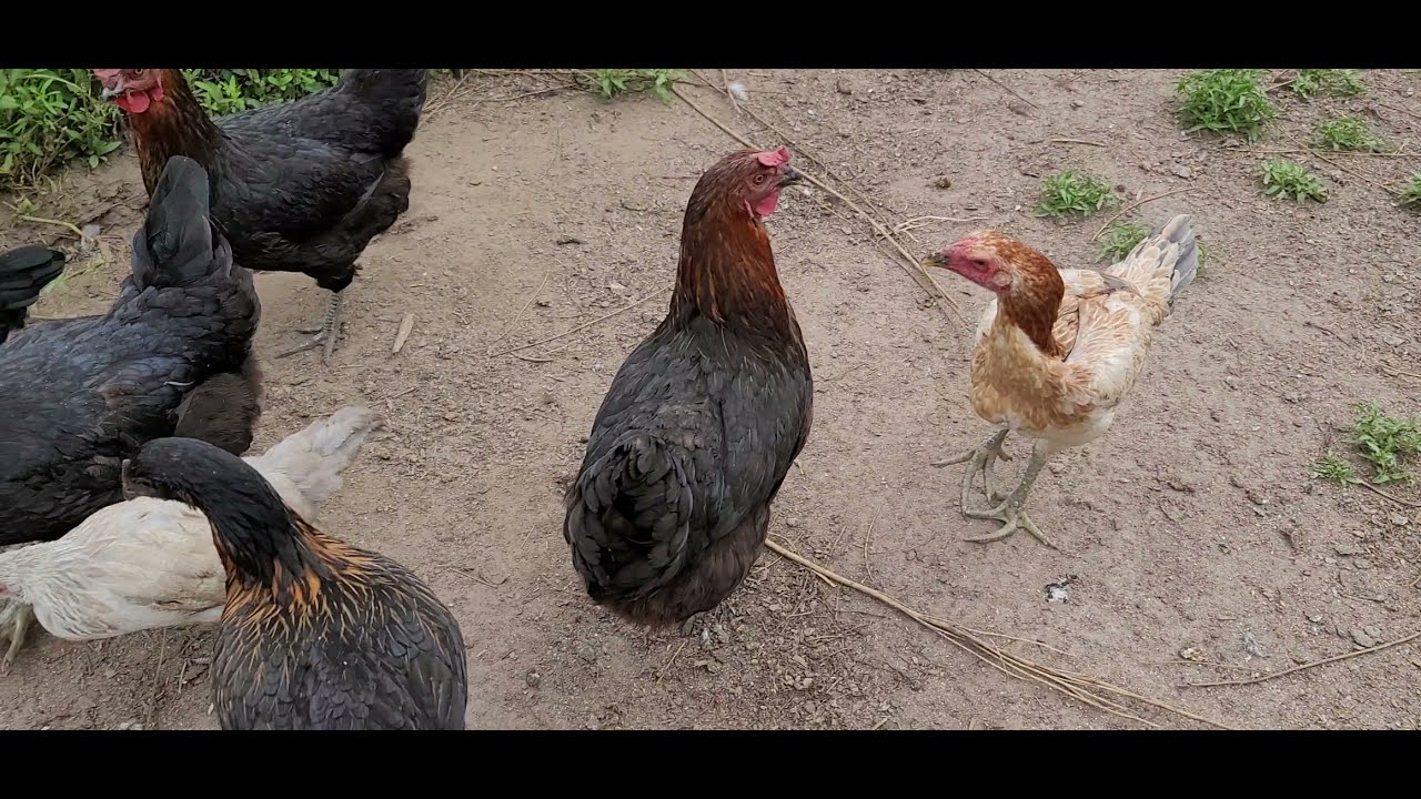 QAIB HMOOB - YouTube