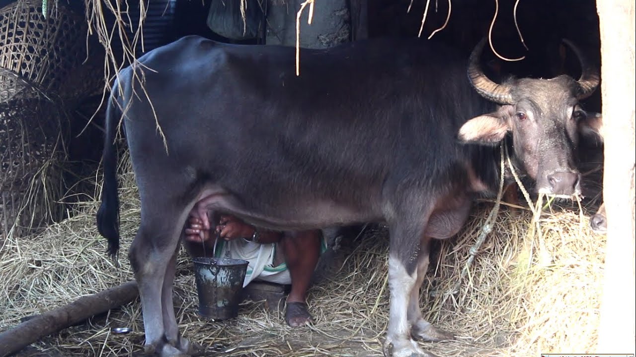 भैसी दुहुँदै । Milking Buffalo in Nepal । - YouTube