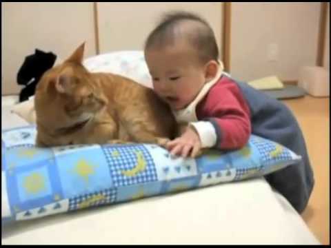 Baby Tries To Eat Cat Tail - YouTube