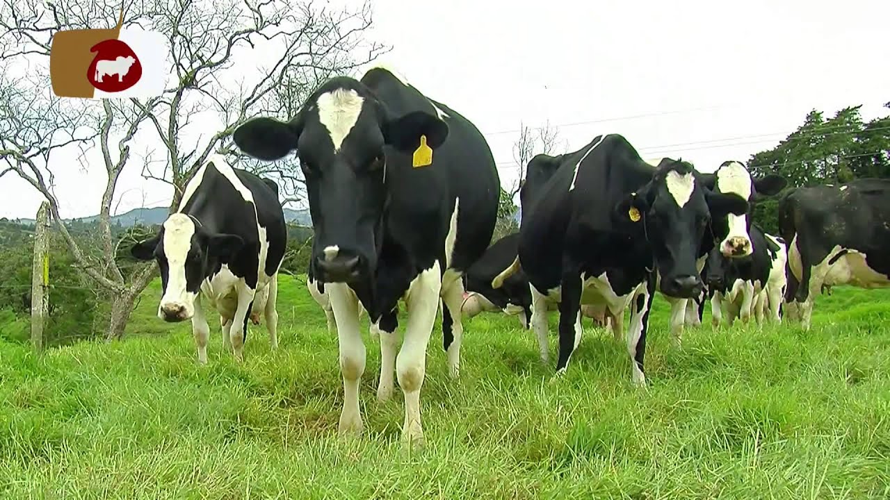 Cómo Lograr el bienestar Animal en una Explotación Ganadera- TvAgro por ...