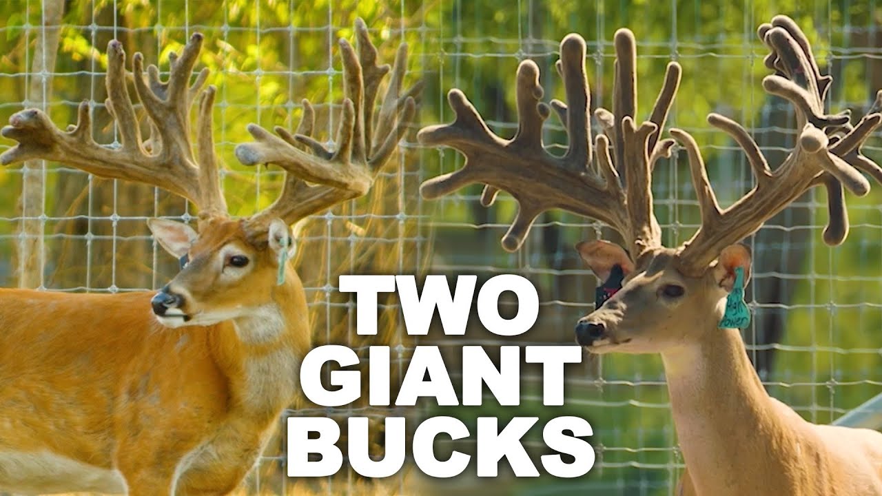 Two MASSIVE Whitetail Bucks - Stunning Deer!! - YouTube