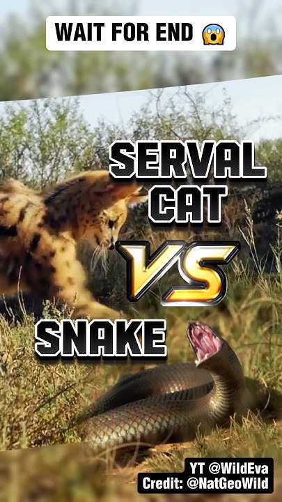 Cat VS Snake: Serval Fights A Massive Snake 😱 - YouTube