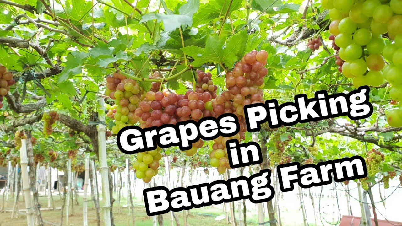 Grapes Picking in Bauang Grapes Farm La Union/ MG Mars - YouTube
