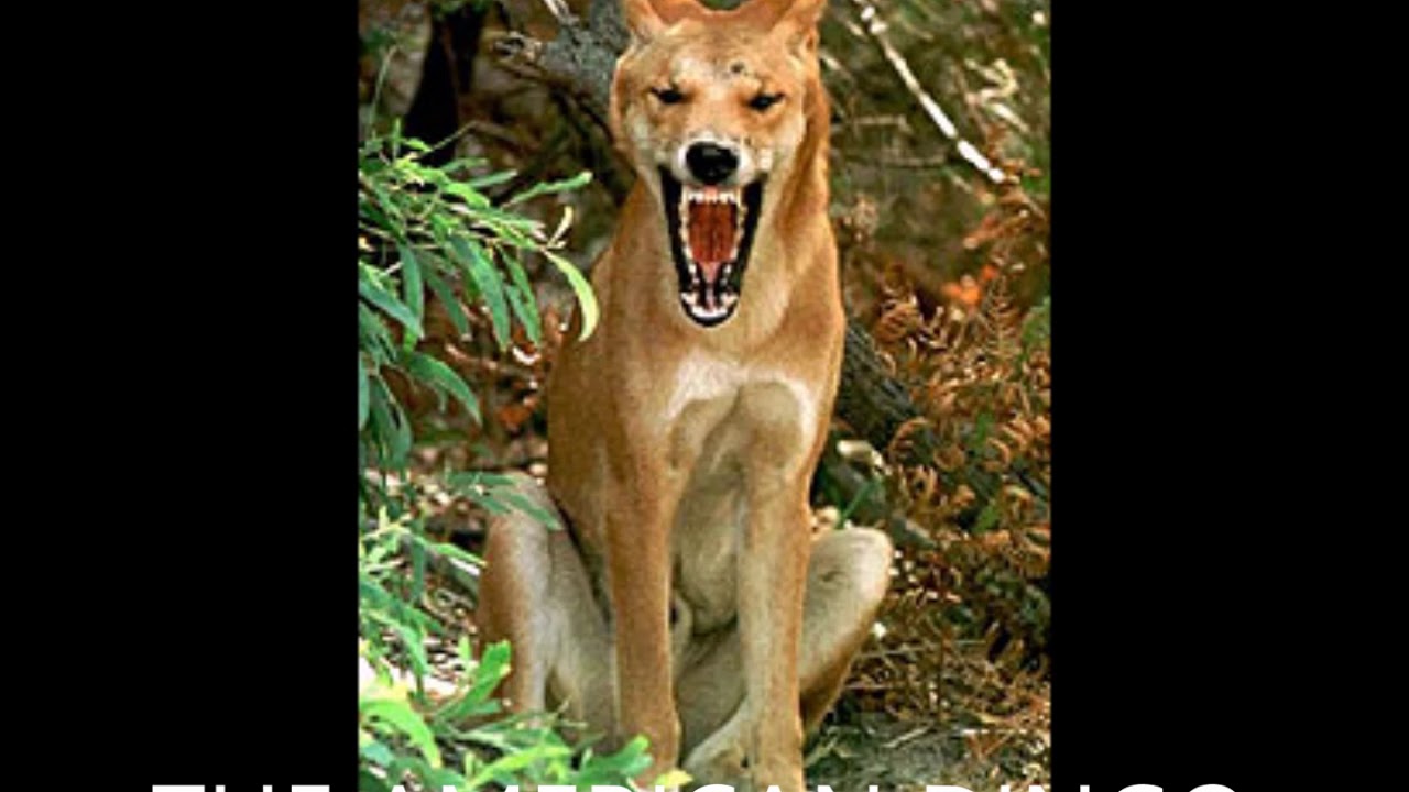 THE AMERICAN DINGO Mister You're A Better Man Than I - YouTube