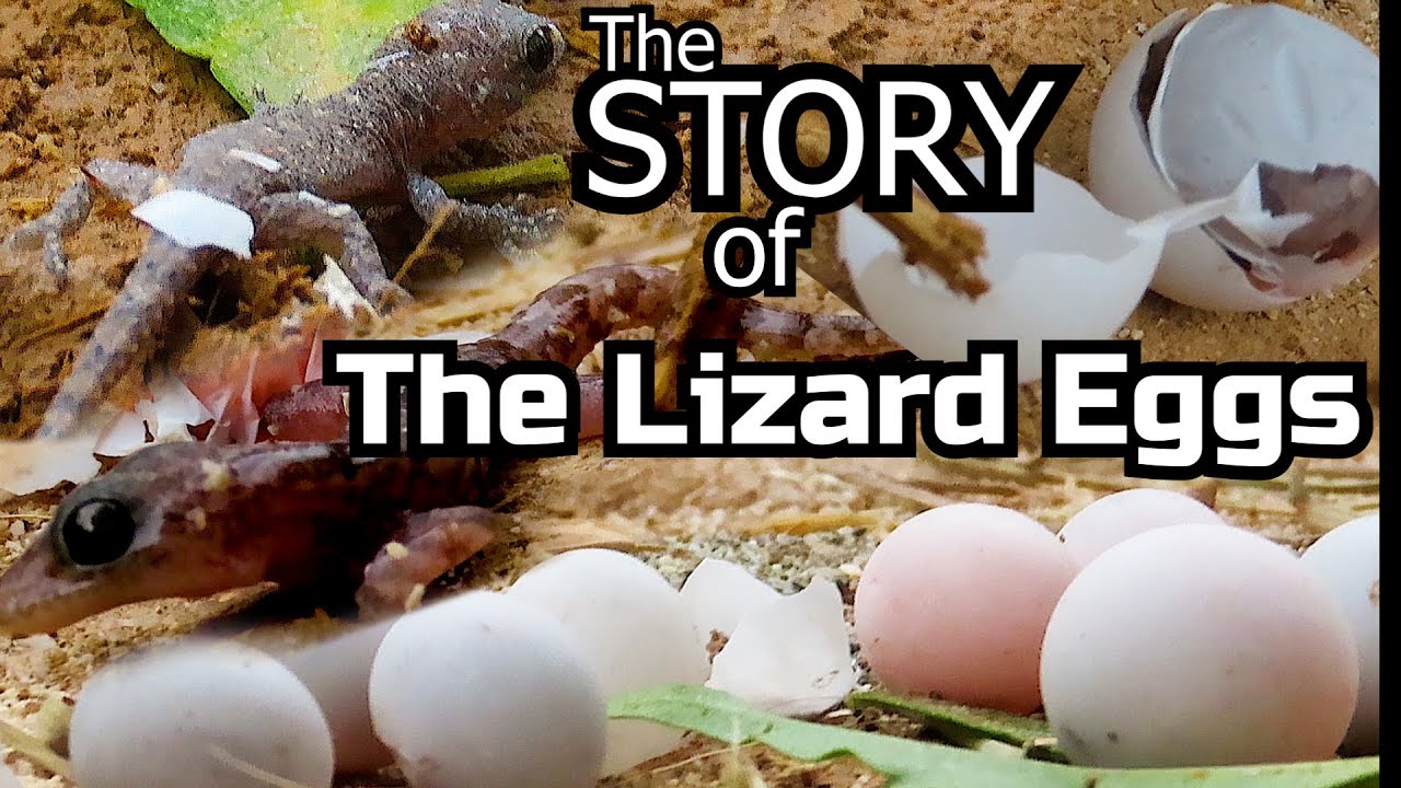 Hatching MYSTERY Eggs | The story of the lizard eggs | newborn lizard ...