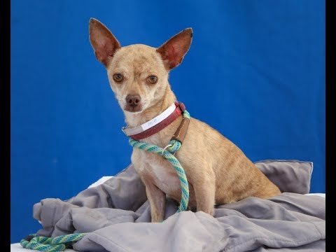 FOSTERED! A4715405 Pee Wee | Chihuahua - YouTube