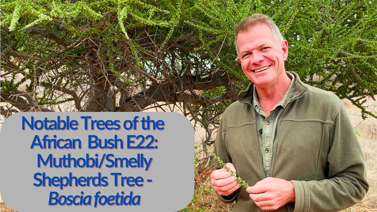 Notable Trees of the African Bush E22: Muthobi/Smelly Shepherd's Tree ...
