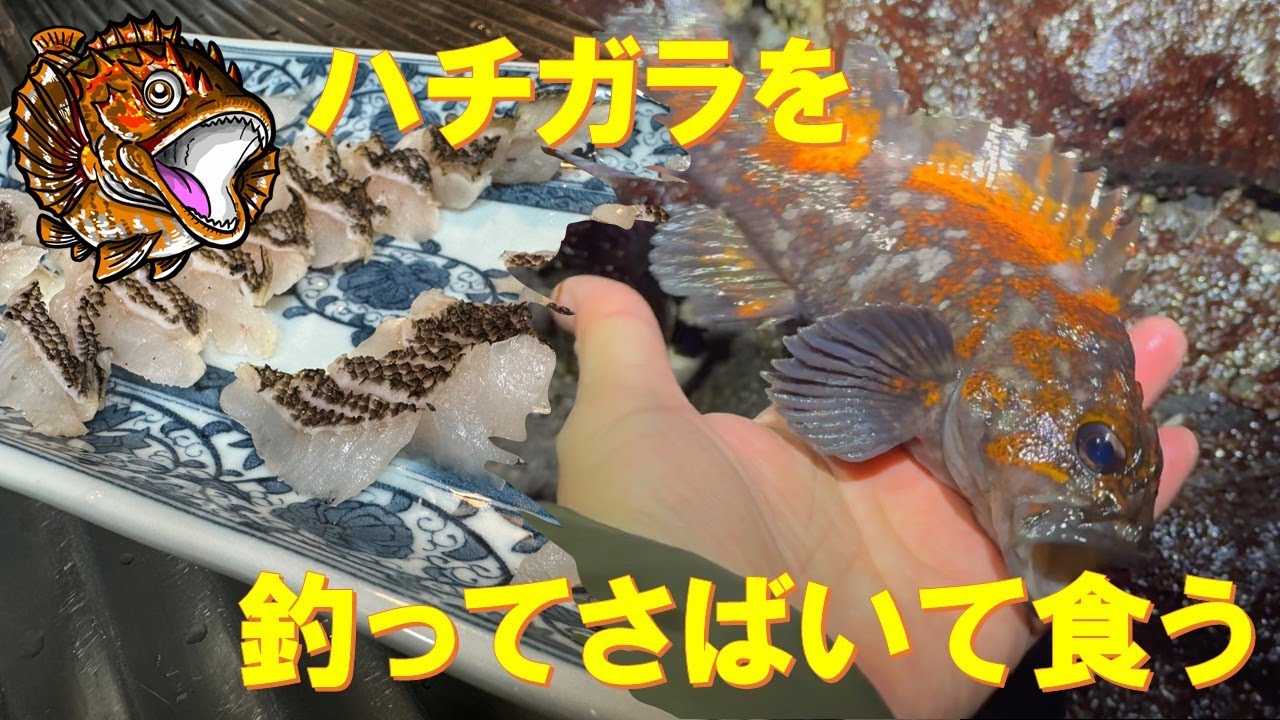 北海道の魚【ハチガラ】（オウゴンムラソイ）を釣ってさばいて食う Youtube 0871