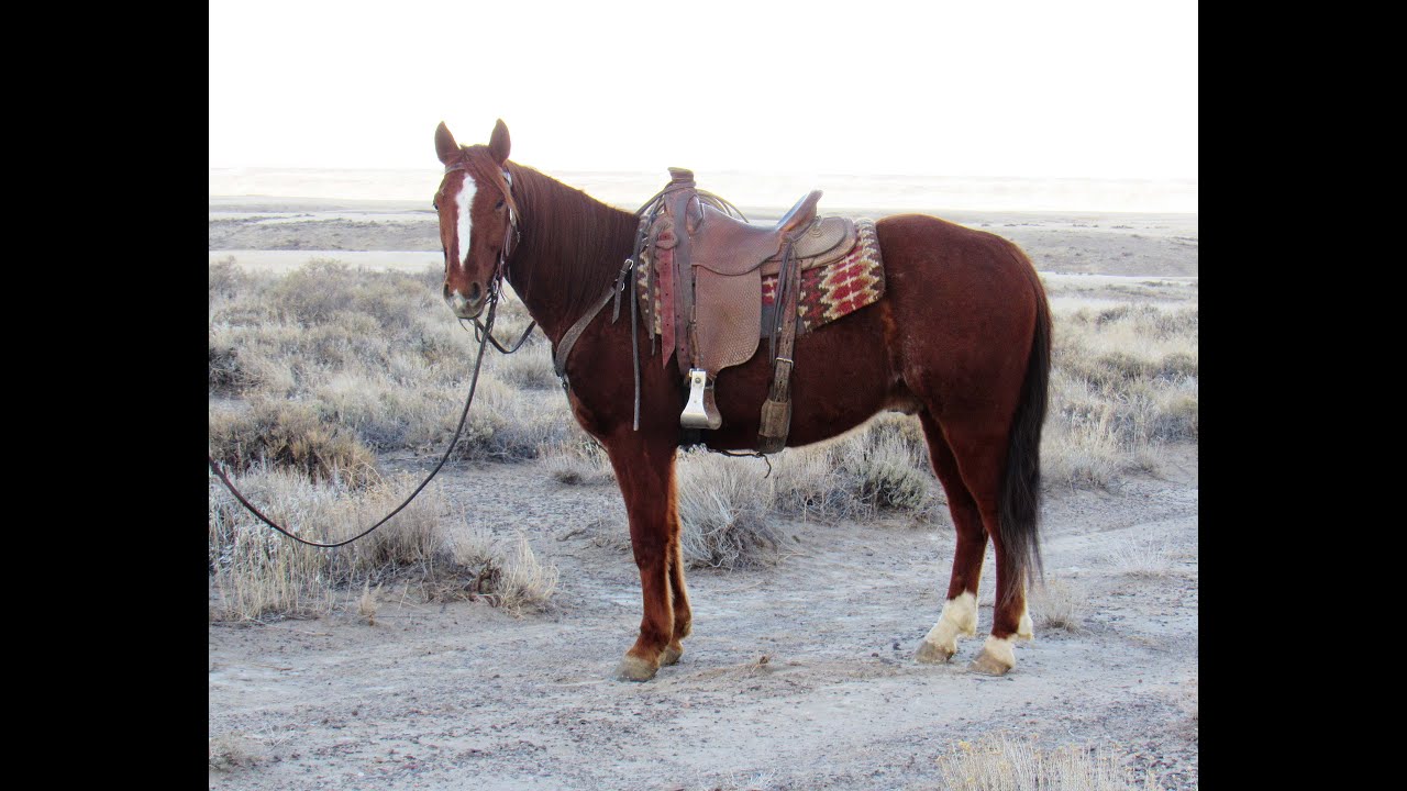 2023 Shelman Family Ranch & Performance Horse Sale ~ Lot 21: Little ...