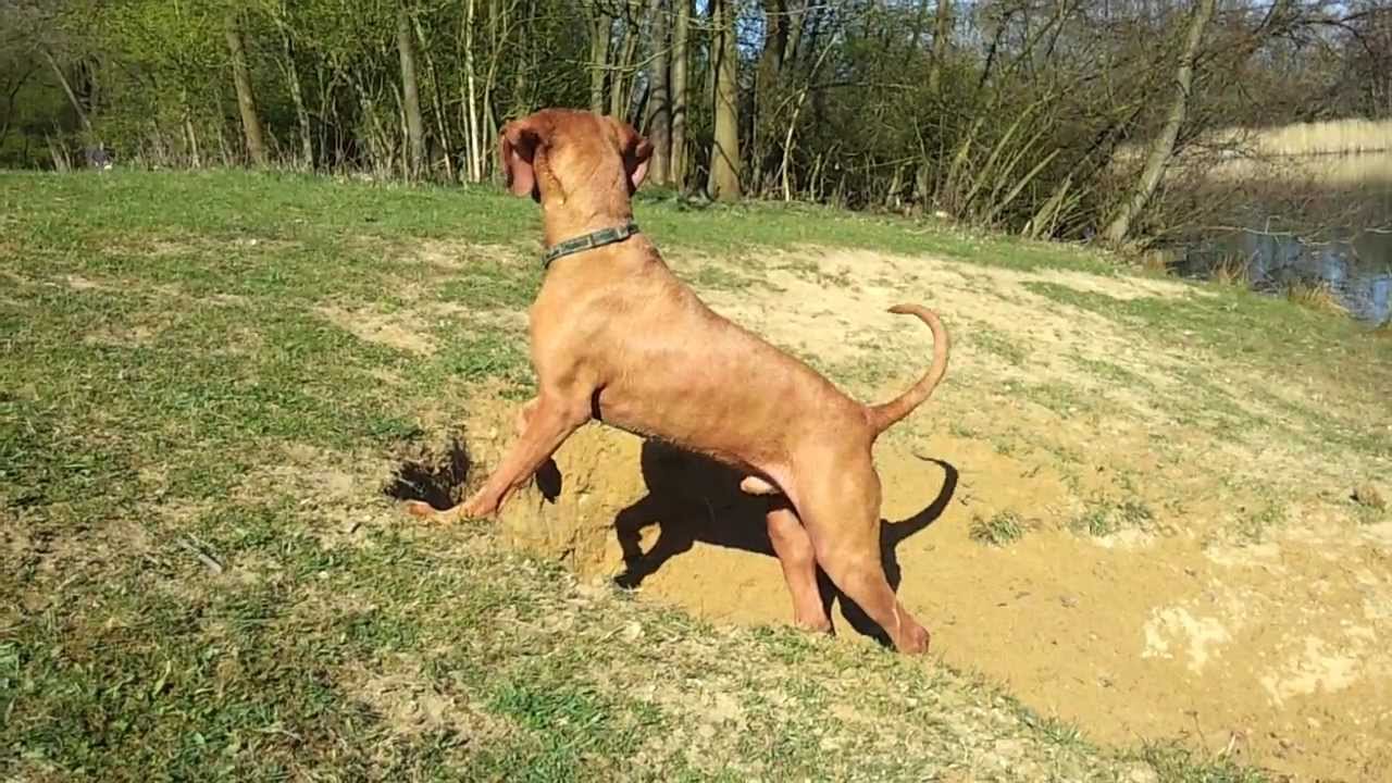 Vizsla digging a hole - YouTube