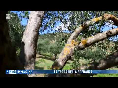 Intervista a Valentina Fiore e Vito Rappa del Consorzio Libera Terra ...