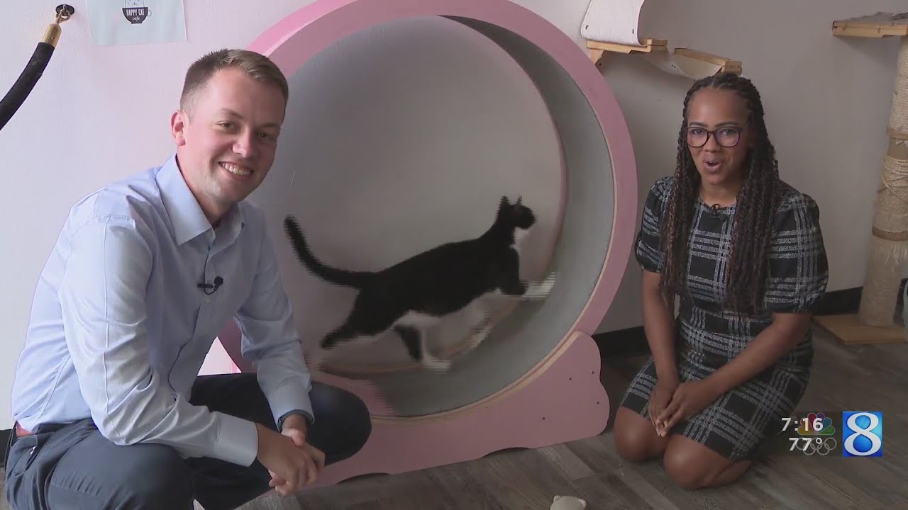 Blake & Britt Around Town: Happy Cat Café - YouTube