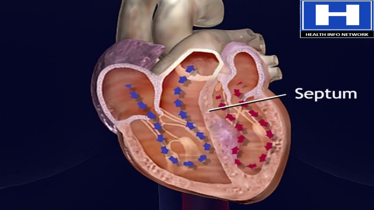 how heart beats - Heart anatomy and physiology Hypertrophic obstructive ...