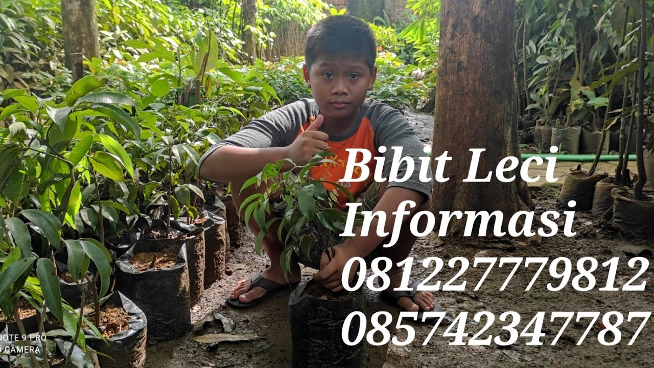 JUAL BIBIT LECI, BIBIT LECI, HARGA BIBIT LECI, BIBIT LECI DI PURWOREJO ...