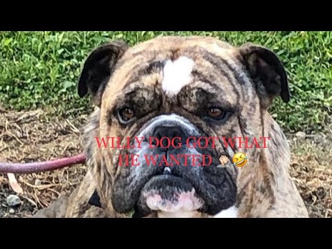 WILLY DOG GOT WHAT HE WANTED 🤦🏻🐾🤣 now his snoring in his bed - YouTube