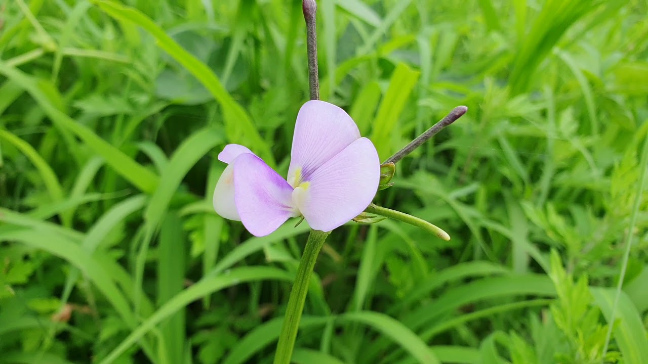 vigna sinensis, 동부 꽃 - YouTube