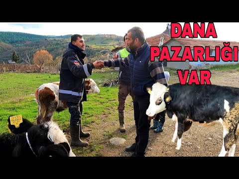 BALIKESİRİN KÖYLERİNDEN DANA BUZAĞI TOPLUYORUZ~SIKI PAZARLIK VAR~KAÇ KG GELDİLER.