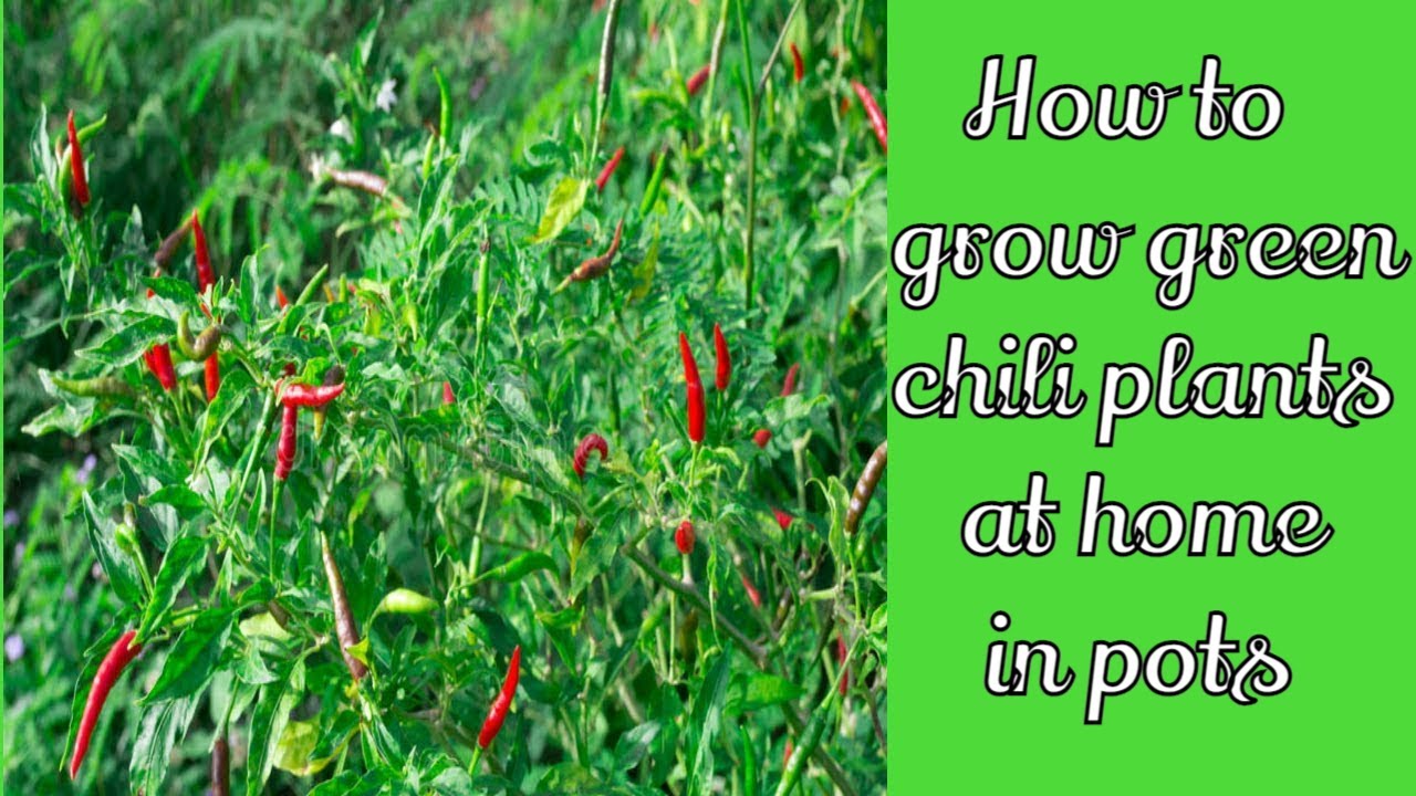 How to grow save protect green chili plants at home in pots - YouTube