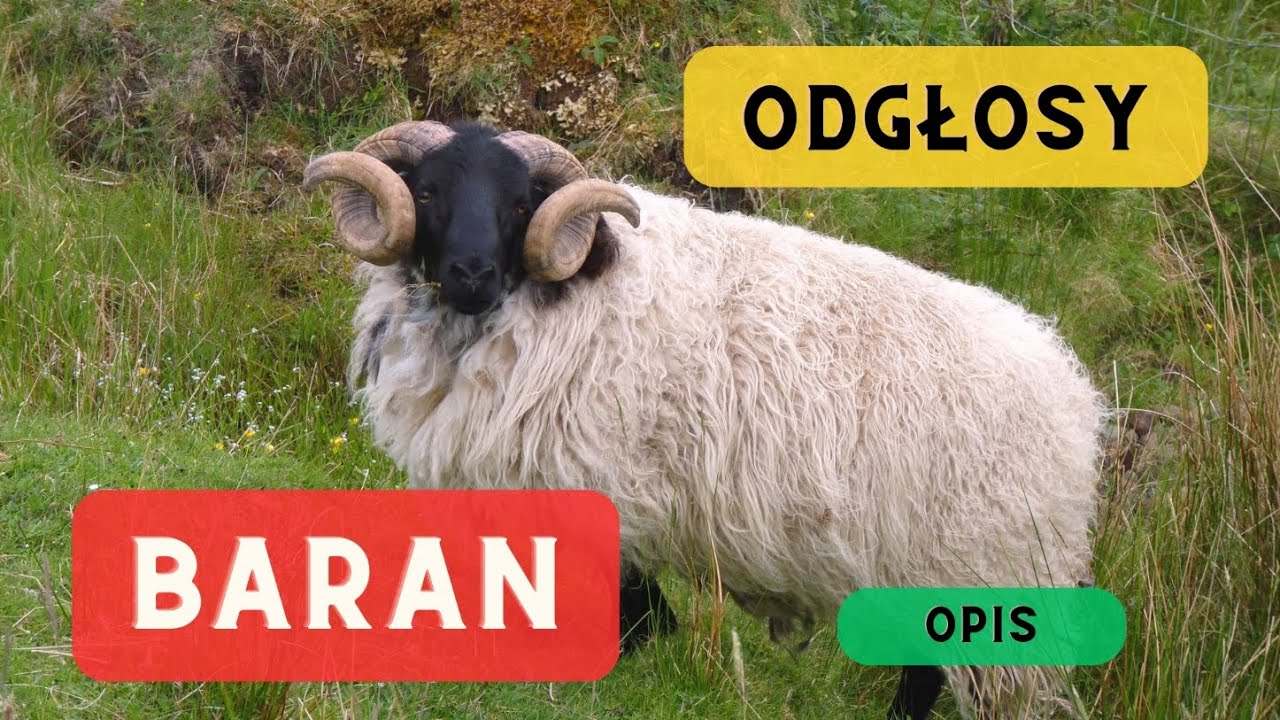 Beczenie barana i opis 🐑 Odgłosy barana, jak robi baran? Jak wygląda ...