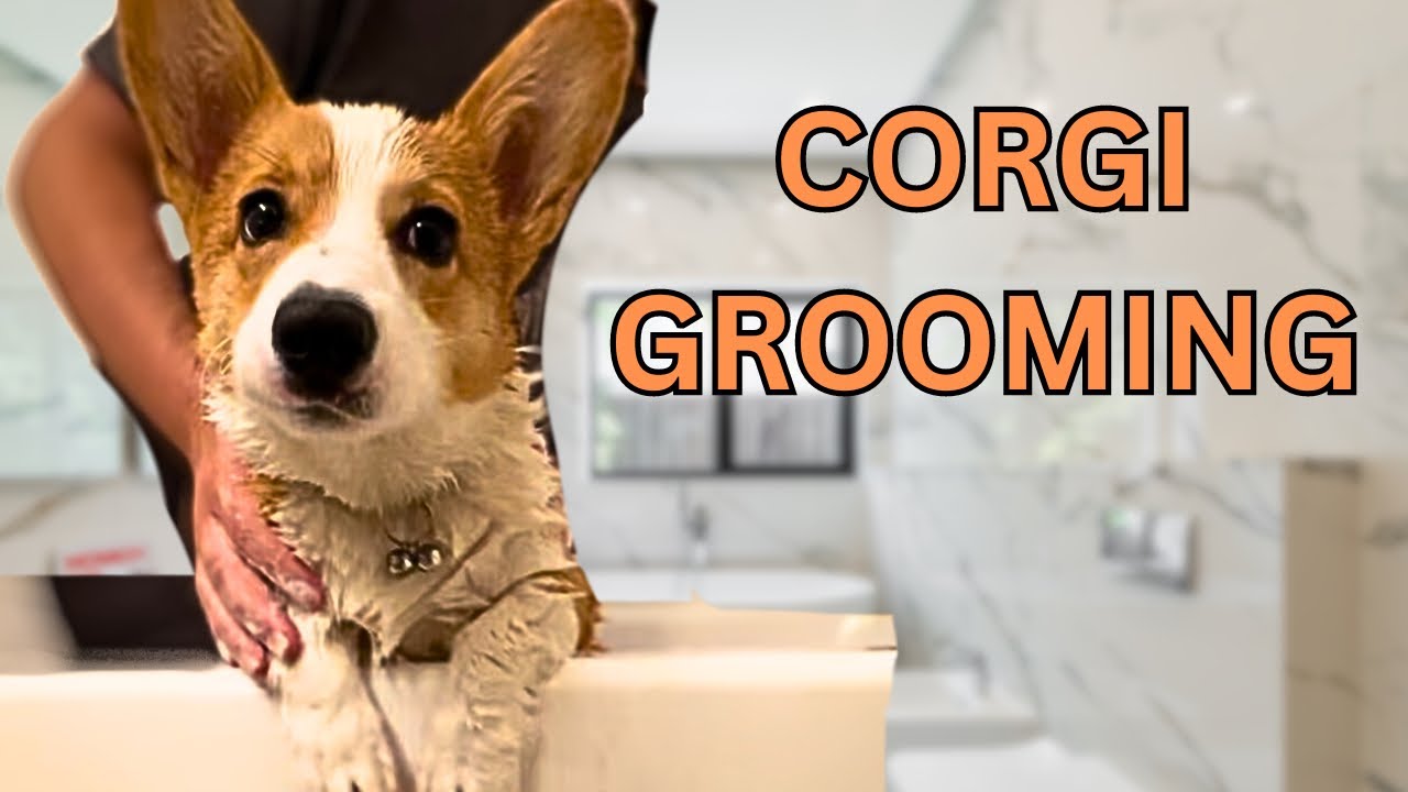Ultimate Corgi Grooming Guide: Brush, Bathe, Trim! - YouTube
