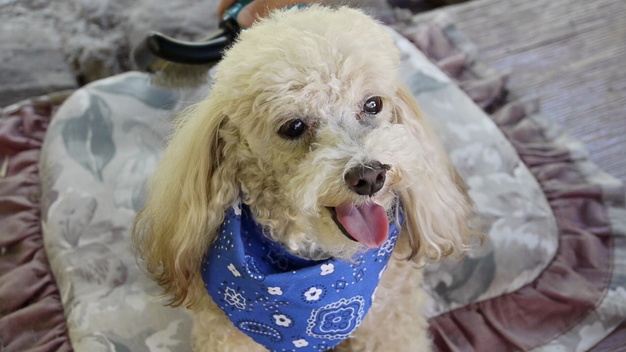 Poodle | Dog Video for Kids | 20 Dogs - YouTube