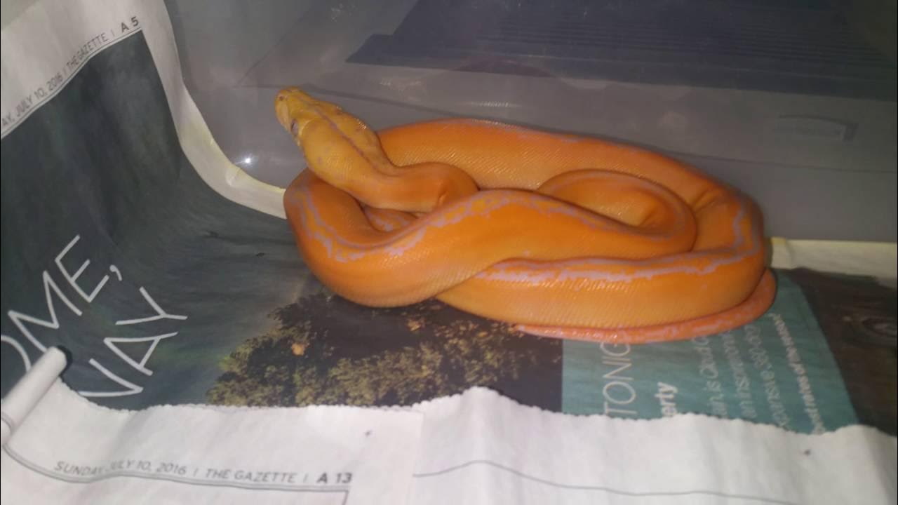 New Lavender albino golden child reticulated python - YouTube