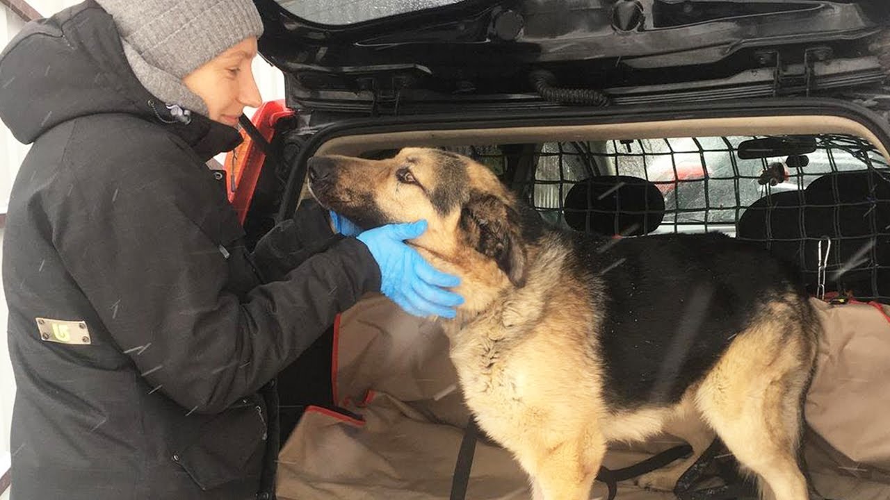 Disabled dog hides his sadness after being left behind with hurt by his ...