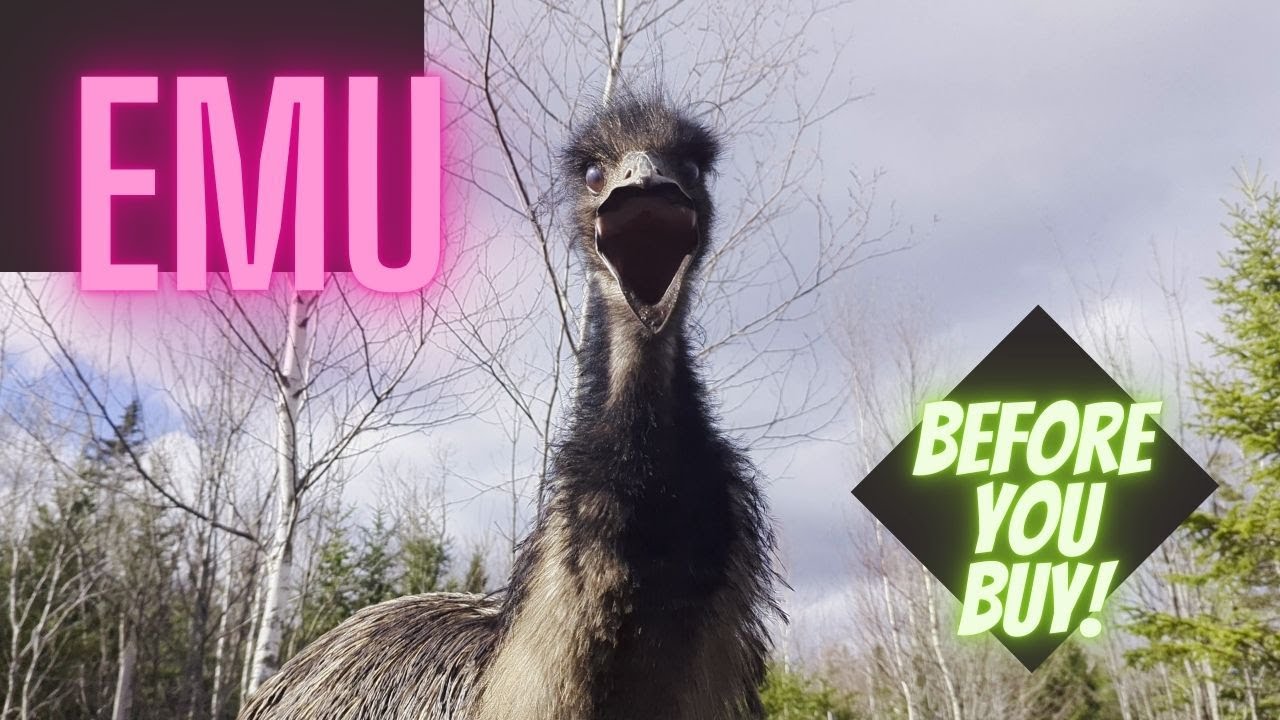 Emu Before You Buy [What you need to know about life with an Emu] - YouTube